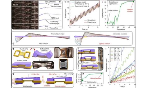 New Approach To Simulate Musculoskeletal Architectures