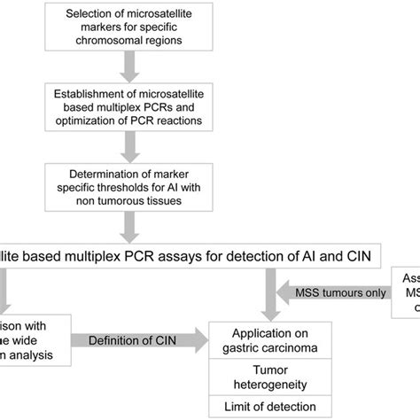 Study Design Of The Establishment Of The Microsatellite Based Multiplex