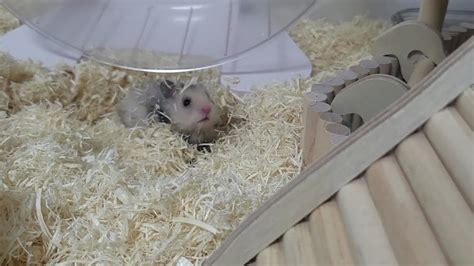 [햄스터용품] 물 흐르듯 돈 쓰는 집사 햄토피아 언박싱 햄테리어 Youtube