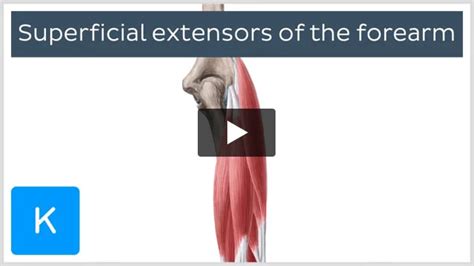 Extensor Digitorum Forearm