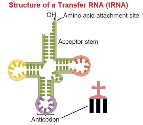 Structure Of Transfer Rna Trna Microbiology Notes