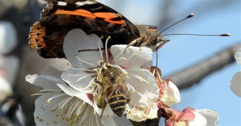 열심히 매화꽃 꿀 찾는 벌과 나비