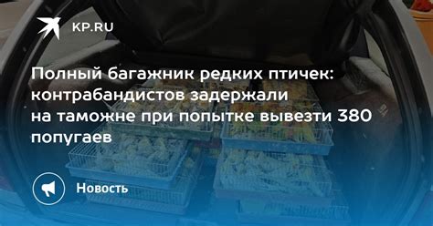 Полный багажник редких птичек контрабандистов задержали на таможне при попытке вывезти 380
