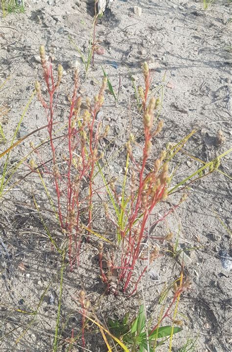 Corispermum Chinganicum From Bayan Uul Dornod Mongolia On August 28