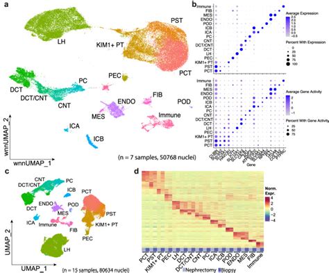 Predicting Proximal Tubule Failed Repair Drivers Through Regularized Regression Analysis Of