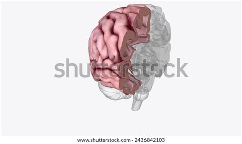 Brain Coronal Cross Section Right Cortex Stock Illustration 2436842103