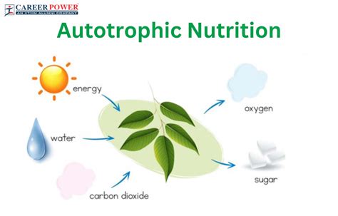 Autotrophic Nutrition Types And Their Function