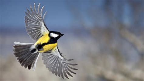 Download 1920x1080 Hd Birds Great Tit Wallpaper
