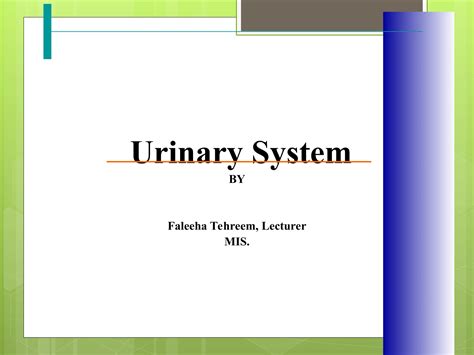 Urinary System Ppt Anatomy And Physiology PPT