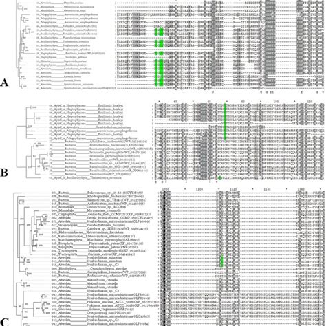 Multiple Sequence Alignment And Phylogenetic Analysis Of Novel