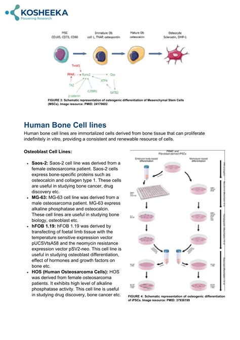 Ppt Inside Bone The Hidden Architects And Their Cellular Symphony