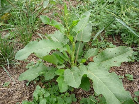 Amaranth Identification Artofit