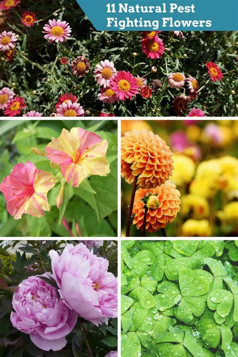 11 Natural Pest Fighting Flowers Home And Gardening Ideas