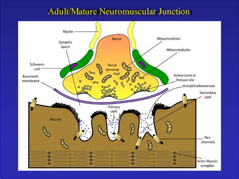 Neuromuscular Junction Model Labeled Solved Muscle Physiology