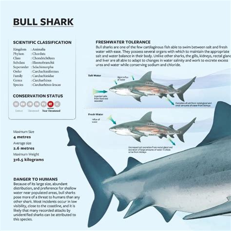 Bull Shark Marviva