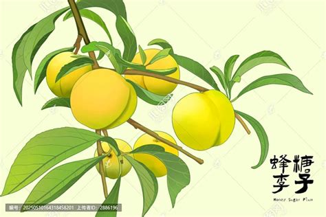 手绘美味蜂糖李子插画 花瓣网