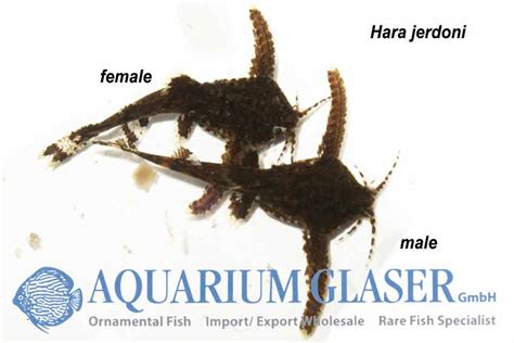 Hara Jerdoni Aquarium Glaser Gmbh