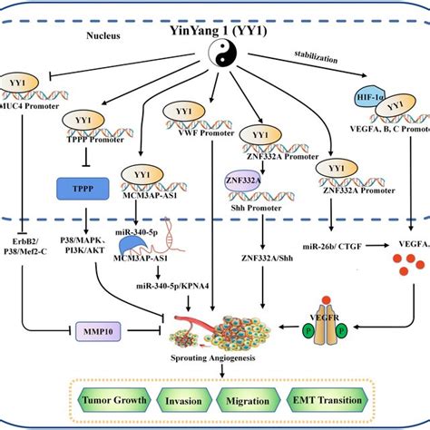 Expression profile and function of YY1 in a variety of tumors ...