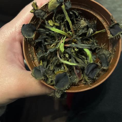 Understanding Venus Flytrap Dente The Basics 🪰