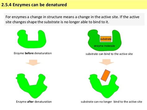 Ib Biology 2 5 Slides Enzymes