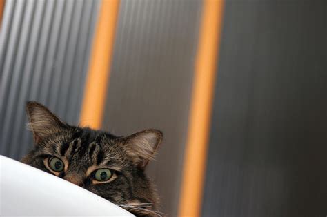 Cat Detection Better Object Detection Dataset By Assignment Work