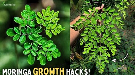 Moringa Plant Care Tips For Max Growth Beginners Guide Pure Greeny