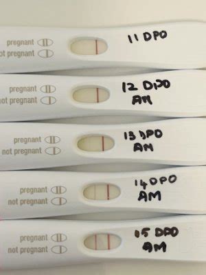 Positive Pregnancy Test Progression