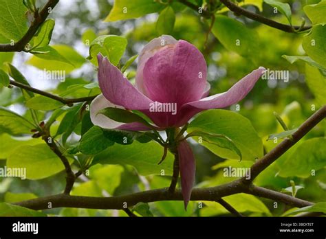 Pink Spring Flowers Of Saucer Magnolia Magnolia × Soulangeana Lennei