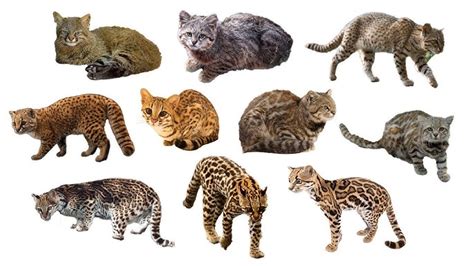 Familia Felidae The Origins Of Cats International Cat Care