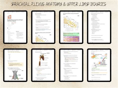 Brachial Plexus Anatomy Pinterest