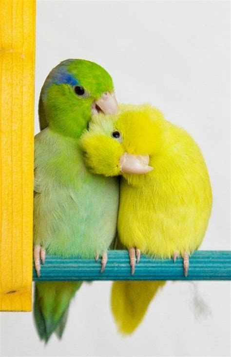 Pacific Parrotlet Color Mutation Chart Artofit