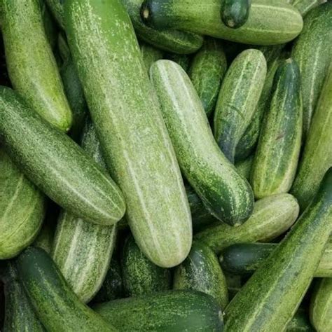 Kedai 5 Benih Biji Mentimun Timun Ketimun Rujak Cucumber Cucumis Sativus Lazada Indonesia
