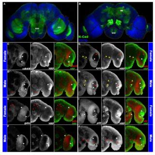Sex Specific Expression Patterns Of Dsx In The A Aegypti Pupal Download Scientific Diagram