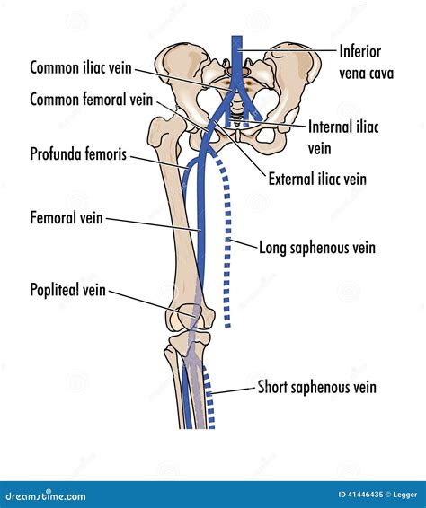Aders Van Het Been Vector Illustratie Illustration Of Wetenschap 41446435
