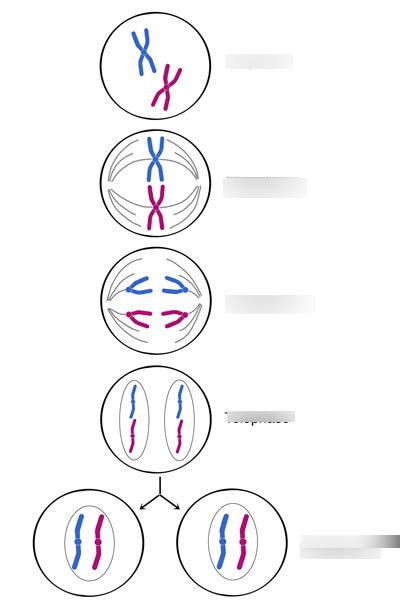 Diagram Of Interphase Mitosis And Cytokinesis Quizlet