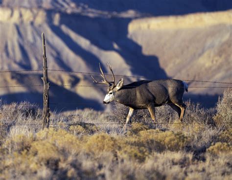 Utah Wildlife Board Approves Updated Deer Management Plan New Hunt
