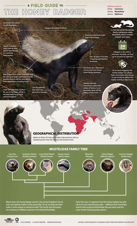 Honey Badger Whole Earth Education