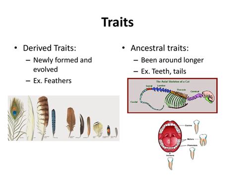 Evolution 9 Biology Ppt Download