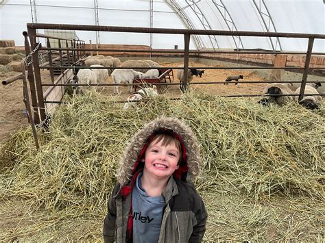 Sheep Digestive Anatomy
