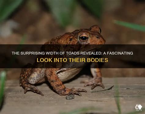 The Surprising Width Of Toads Revealed A Fascinating Look Into Their