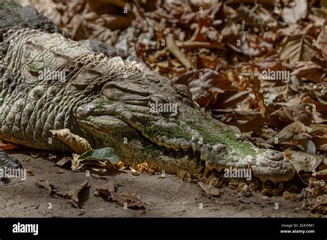 Crocodylus Suchus Banque De Photographies Et Dimages à Haute