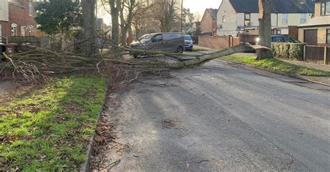 Large Fallen Tree Blocked Busy Carlton Road Amid Strong Winds