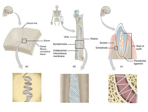 Examples Of Fibrous Joints And Their Functions Explained