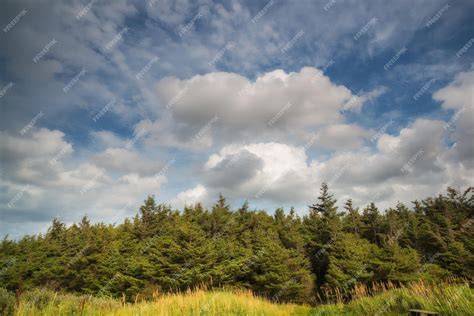 Premium Photo Landscape A Pine Tree Forest With Cloudy Blue Sky