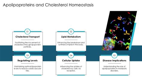 Apolipoproteins And Cholesterol Homeostasis Ppt Mockup Acp Ppt Sample