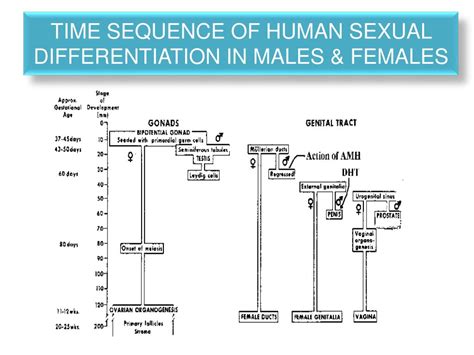 Ppt Functional Anatomy Of Reproductive System By Dr Shaikh Mujeeb
