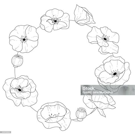 식물 학적 그림 양귀비 꽃 흑백 꽃꽂이 흰색 배경에 꽃 선형 아트의 손 그림을 스케치합니다 벡터 일러스트레이션 검은색에 대한 스톡 벡터 아트 및 기타 이미지 Istock