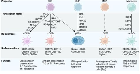 Frontiers Transcriptional Regulation Of Dendritic Cell Development And Function
