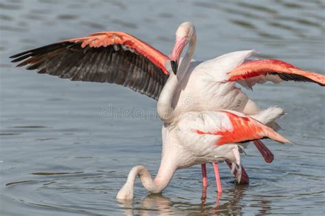 Greater Flamingo Couple Mating In Courtship Phoenicopterus Roseus In A Swamp In Spring Stock