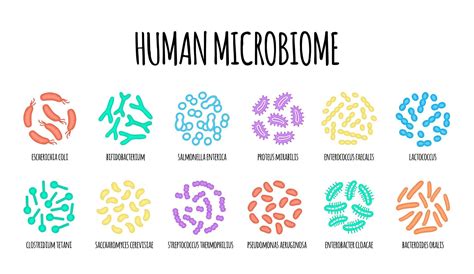 Human Microbiome Illustration Of Bacterial Species Vector Image